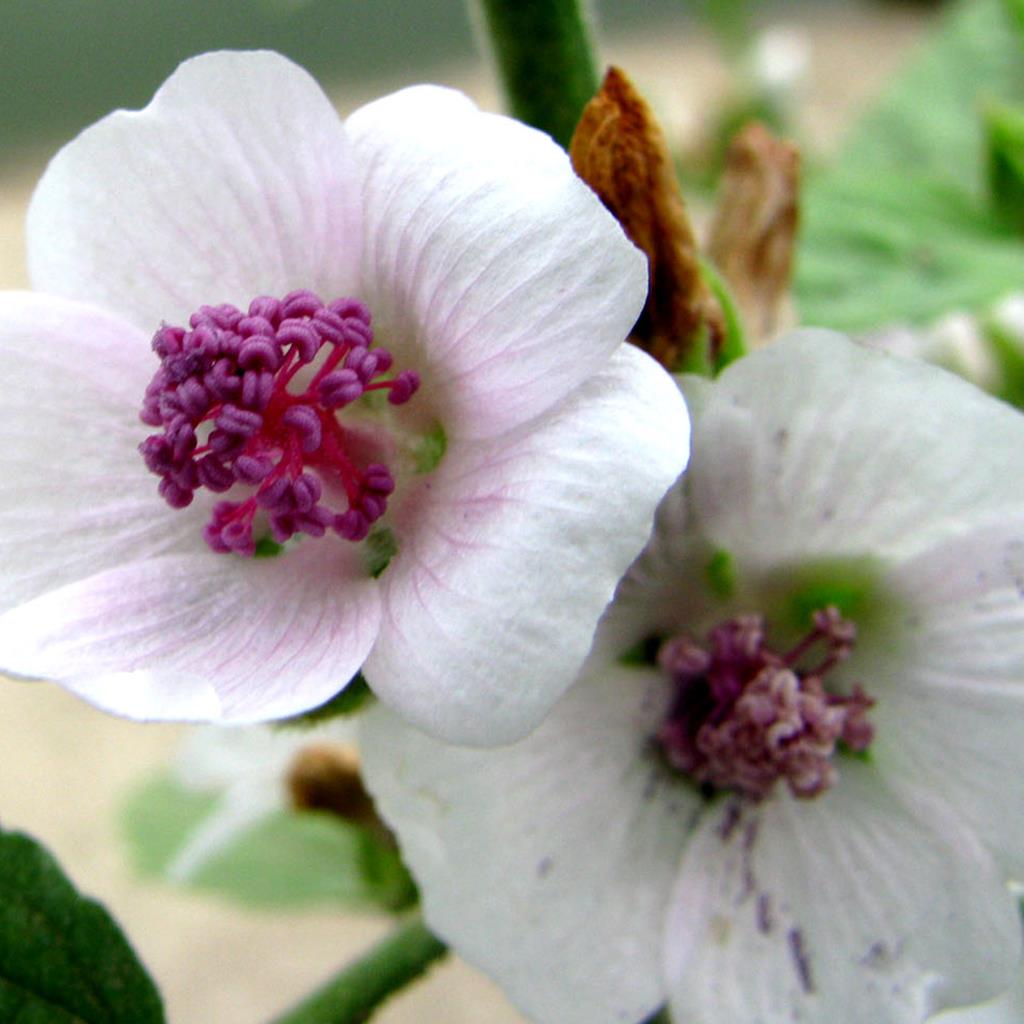 Nalba mare (Althaea officinalis) | Вивасан