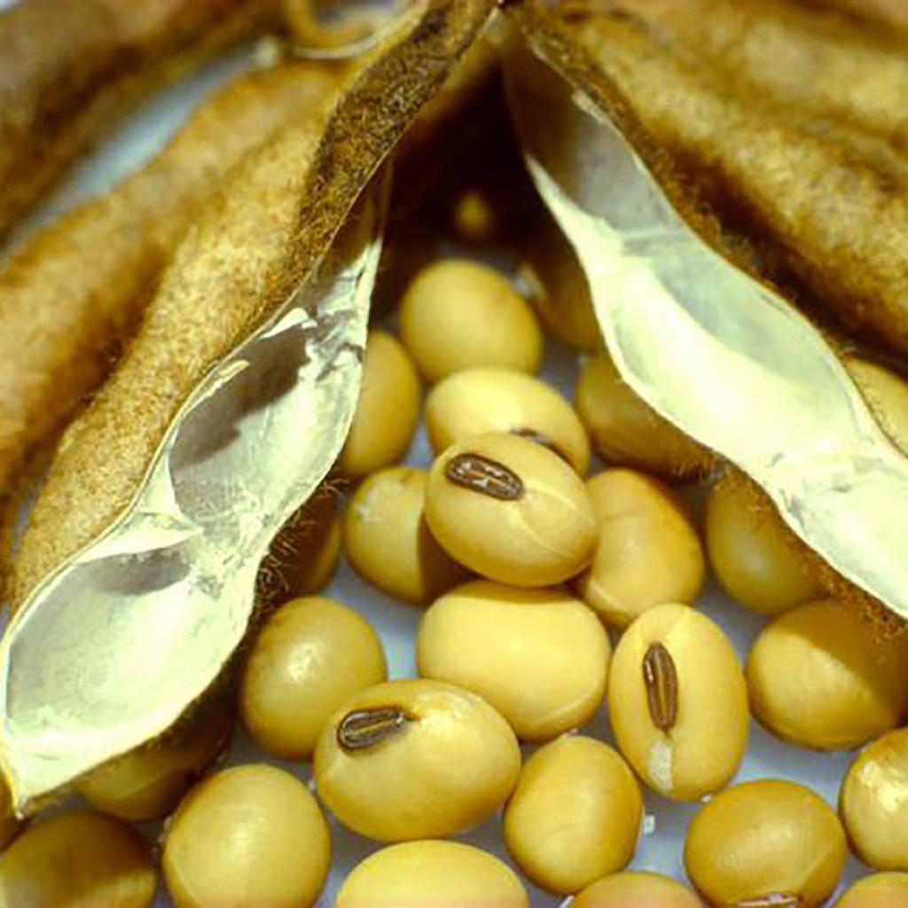 Glycine soja | Вивасан