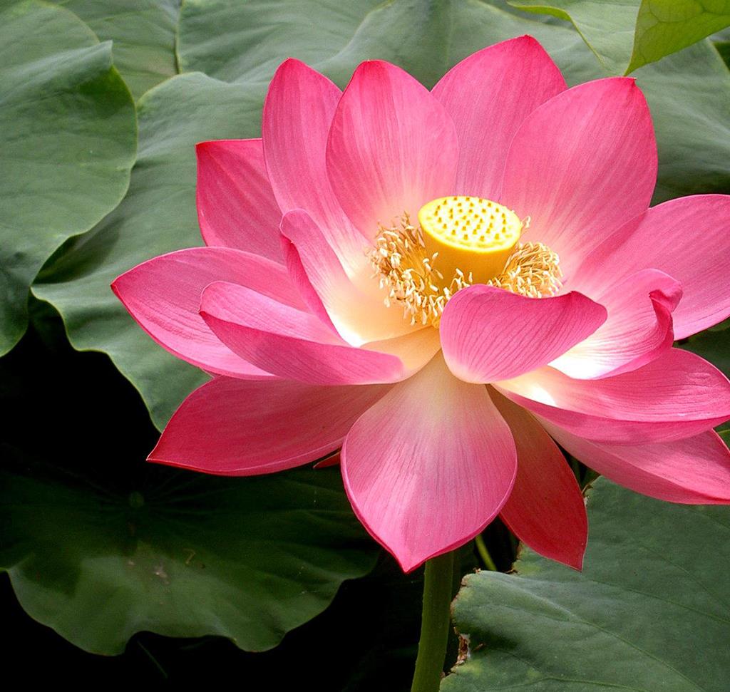 Lotus flower extract | Вивасан